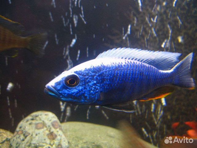 Василек. Васильковый хаплохромис. Цихлиды