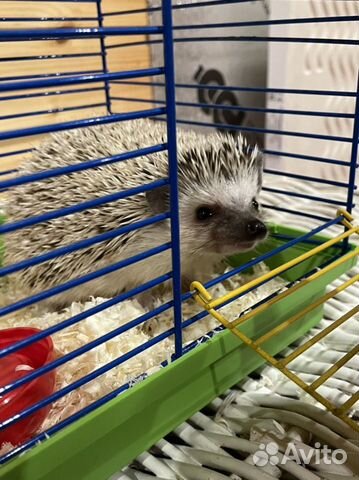 Африканский ежик