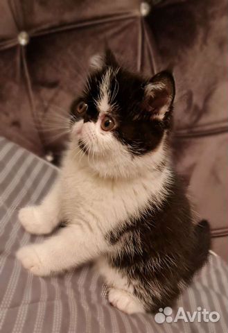 Экзотический мальчик