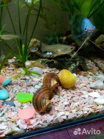 Улитки ампулярии