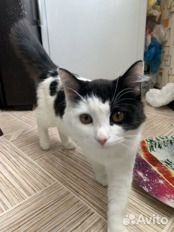 Дворняжка кошка