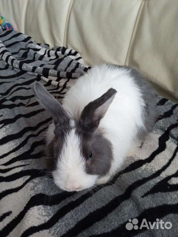 Кролик декоративный