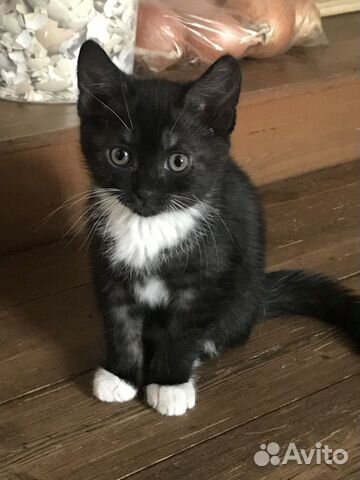 Прекрасные котята