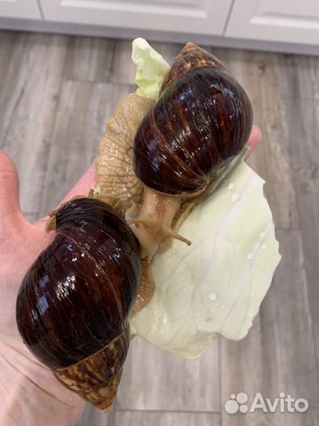 Улитка Ахатин 2 шт отдам