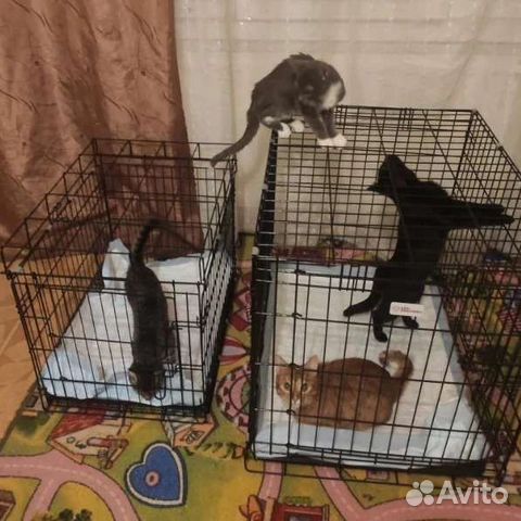 4 милейших кота ищут дом