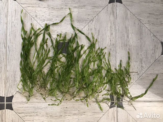 Валиснерия спиральная. Растение в аквариум