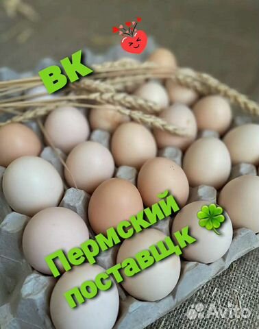 Инкубационное яйцо