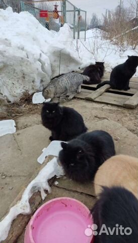 Котики в опасности