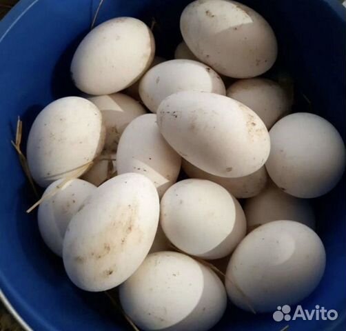 Инкубационное яйцо утки гуся