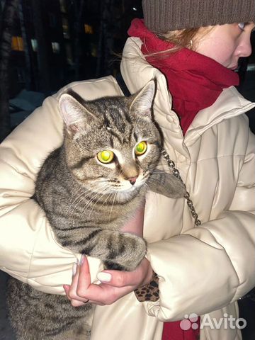 Кошка