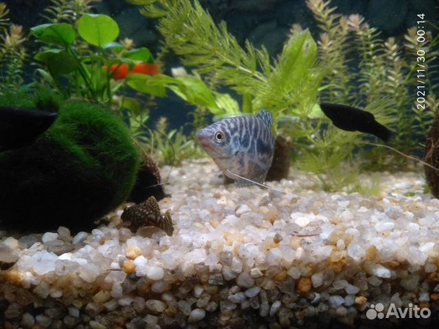 Рыбка Гурами мраморный, золотой