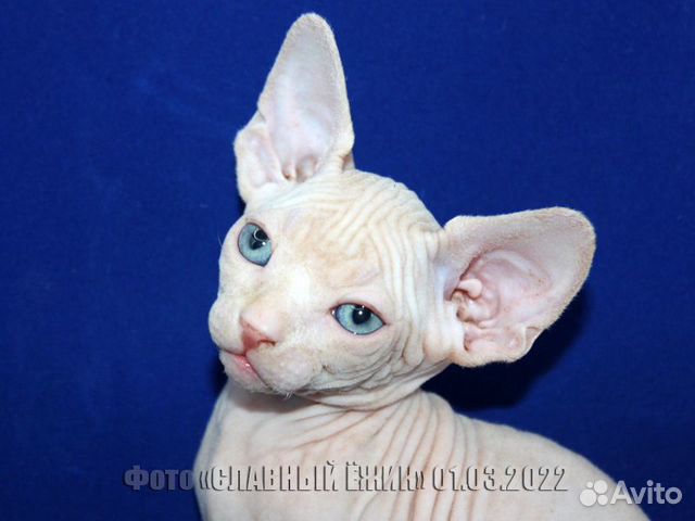 Канадский сфинкс котенок. кремовый кот