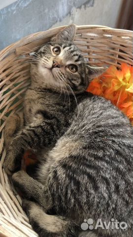 Ласковый шпротный котёнок в дар