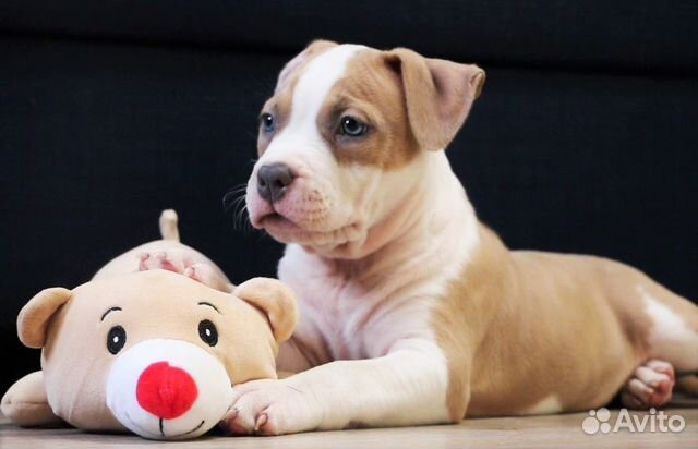 Голубо-палевый красавец Ярик ждет родителей