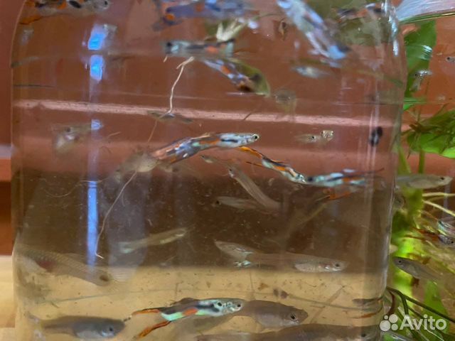 Аквариумные рыбки гуппи и один сом
