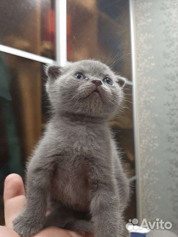 Шотландские котята