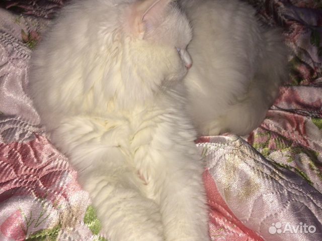 Кошка турецкая ангора очень добрая и подойдёт для