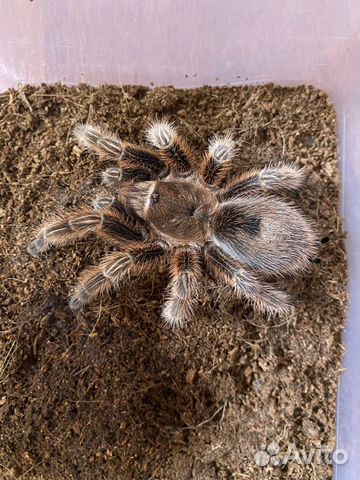 Паук-птицеед (но ест насекомых)