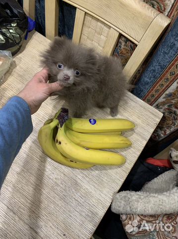 Померанский шпиц микро Машенька
