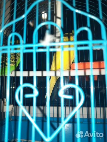 Волнистый попугай с клеткой