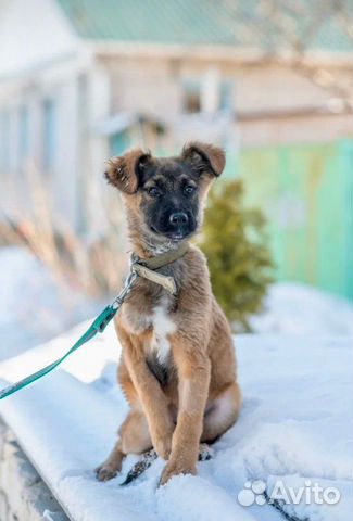 Ярмарка щенков