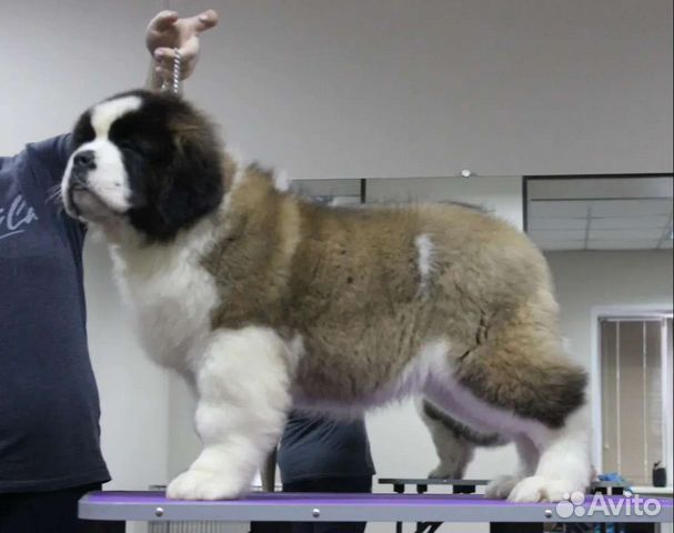 Сенбернар шикарная девочка