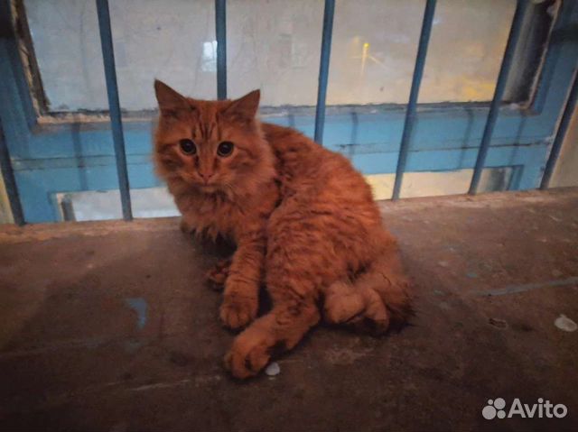 2 котёнка ищут дом перед- ку