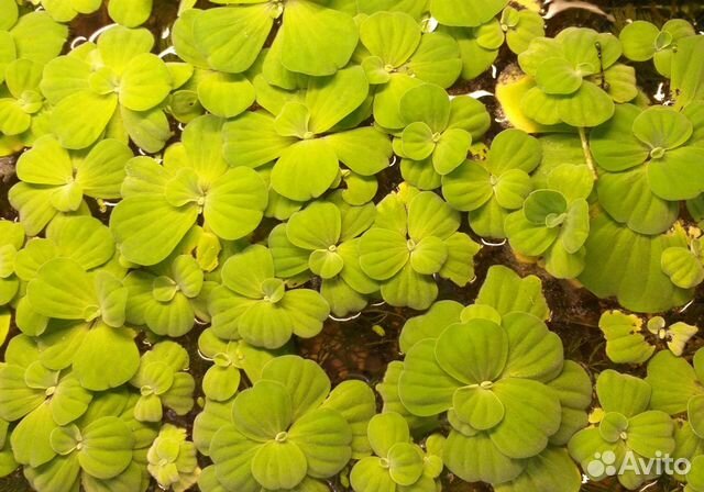 Водоросли отдам