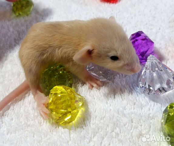 Крысята от ratlove13.85