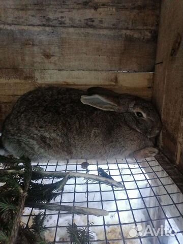 Кролихи 1год