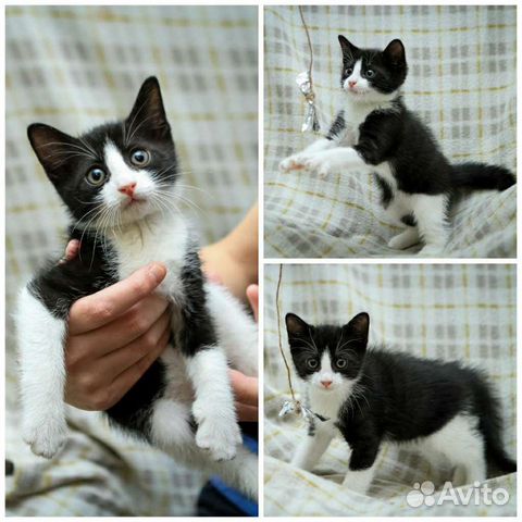 Котёнок ласковый домашний