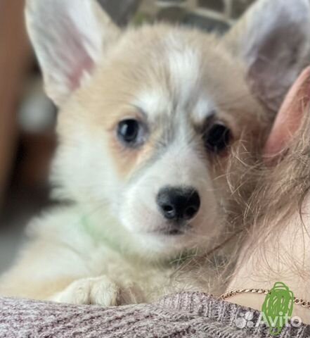 Вельш-корги пемброк