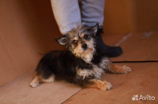 Ищет лучший дом маленький мальчик Джонни