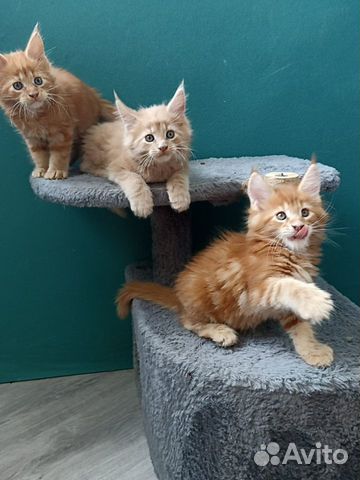 Котята мэйн кун