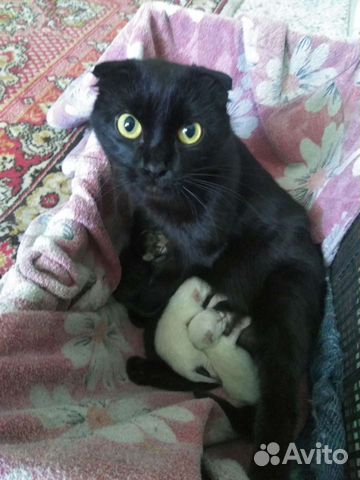 Шотандские вислоухие котята (помесь)