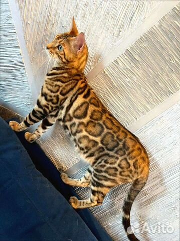 Бенгальская кошка, эксклюзив