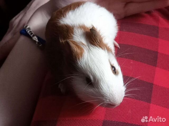 Морские свинки