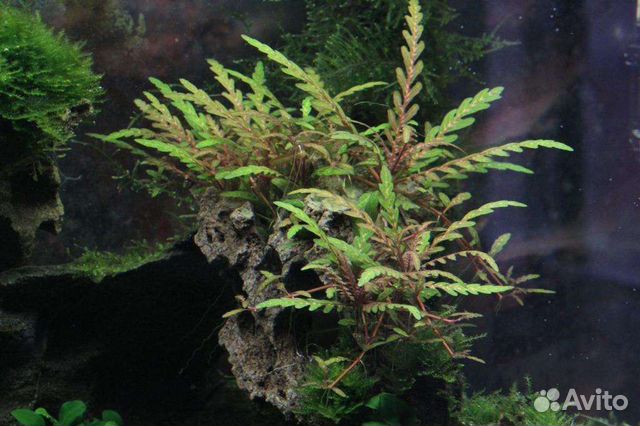 Гигрофила Пиннатифида