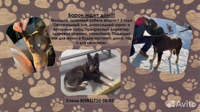 Славный пёс ищет дом