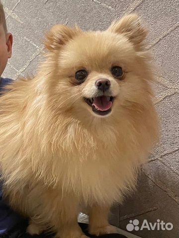 Шпиц, девочка 11 мес