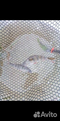 Малек окуня