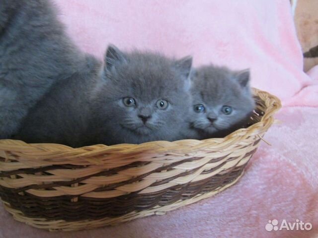 Шотландские котята медвежий тип