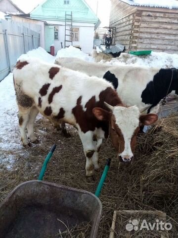 Бычки и быки 1 год