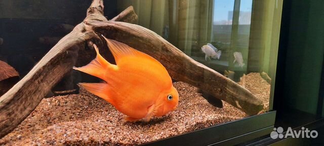 Трехгибридный попугай