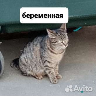 14 кошек и котят без доступа к ним
