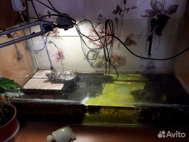 Аквариум с тумбой с рыбами Красноухая черепаха