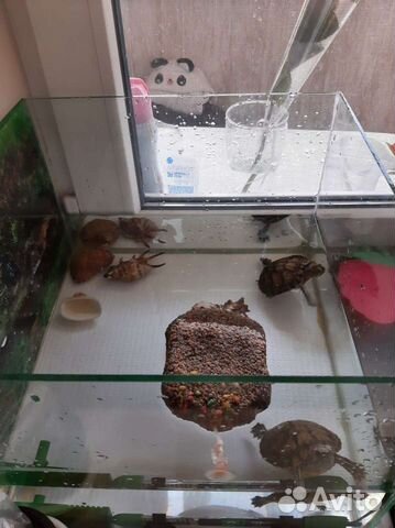 Черепаха с аквариумом