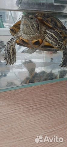 Красноухая черепаха с аквариумом