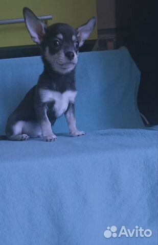 Синий щенок