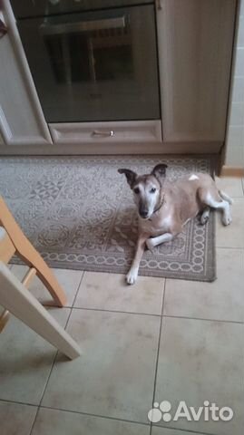 Лаская крошка (Элис) отдам в заботливые руки